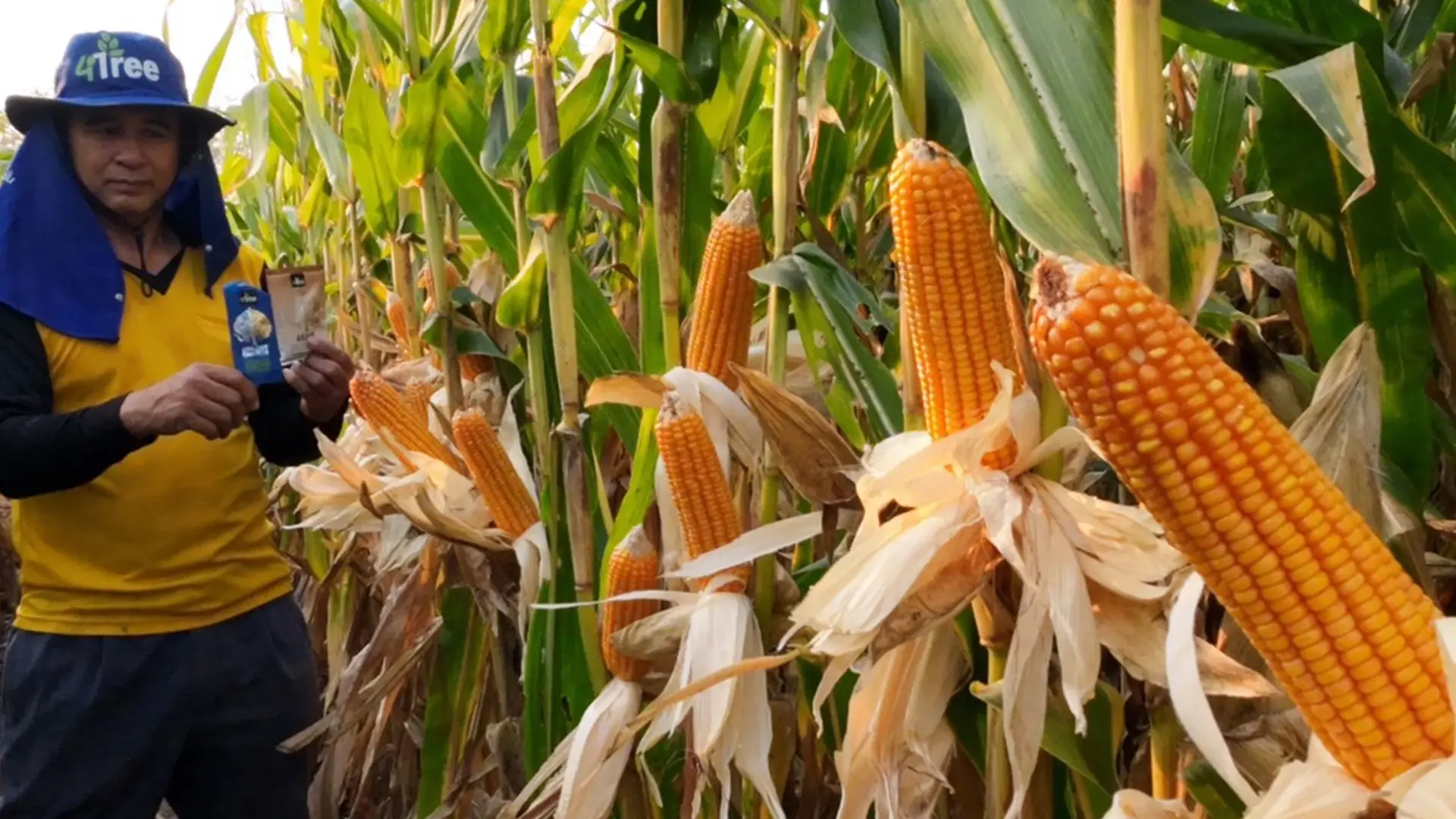 4Tree Global – 4Tree Global