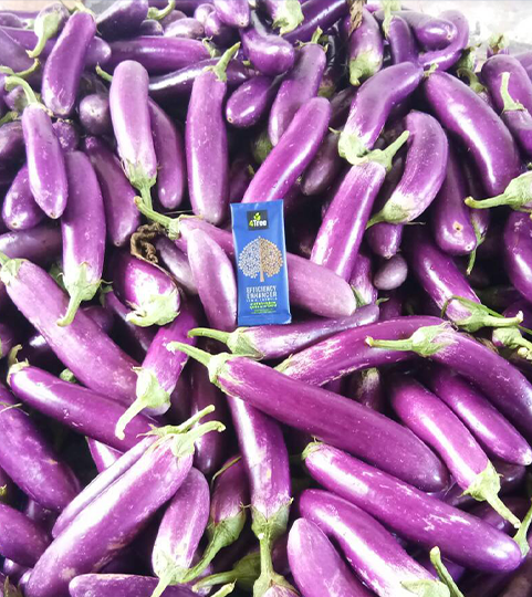 4Tree Global – 4Tree Global