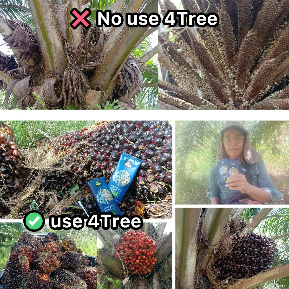 4Tree Global – 4Tree Global